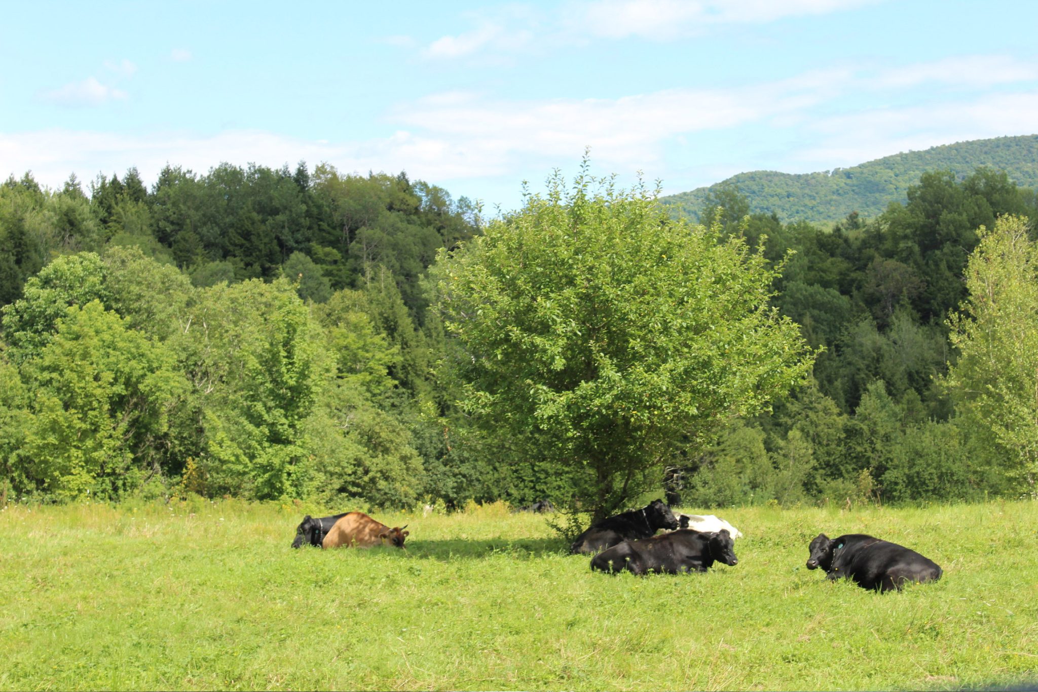 Vermont Farm Bureau - VTFB